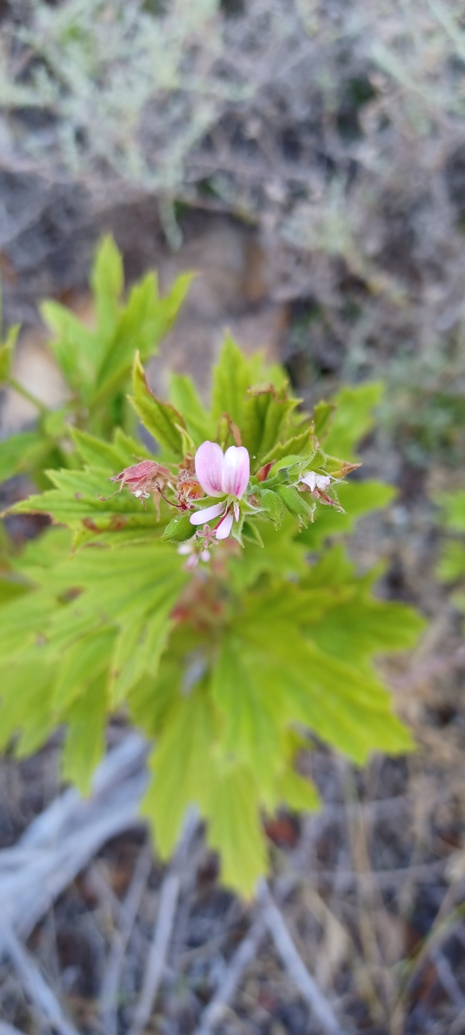 Pelargonium scabrum (L.) L'Hér.