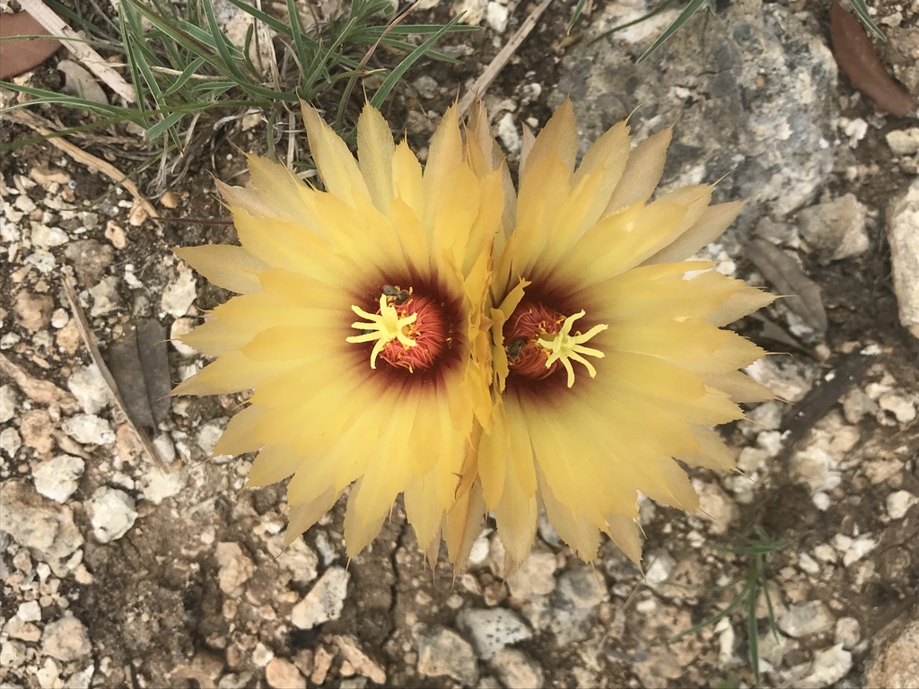 Grooved nipple cactus from Camp Bullis, San Antonio, TX, US on May 10 ...