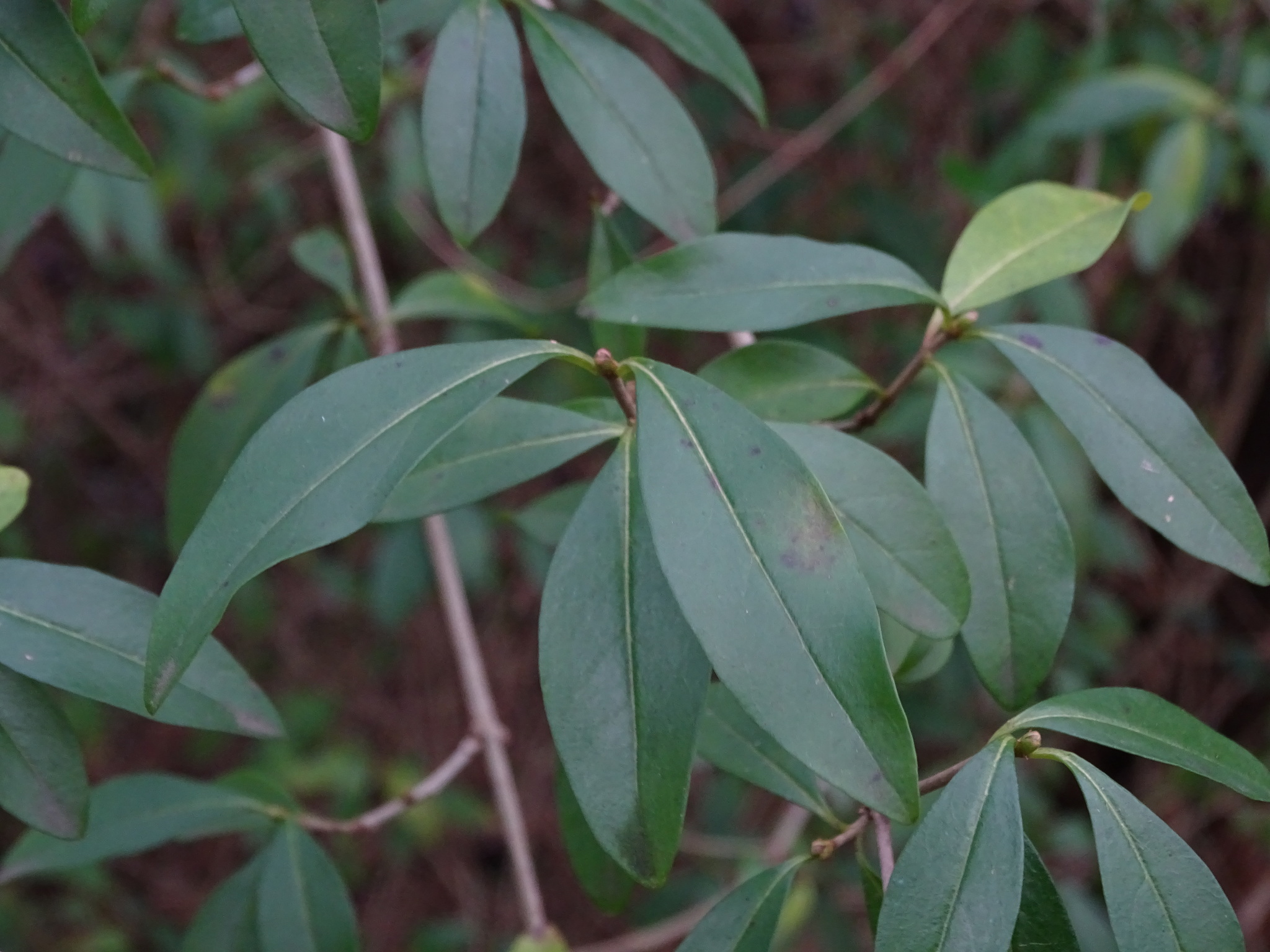 Ligustrum L.
