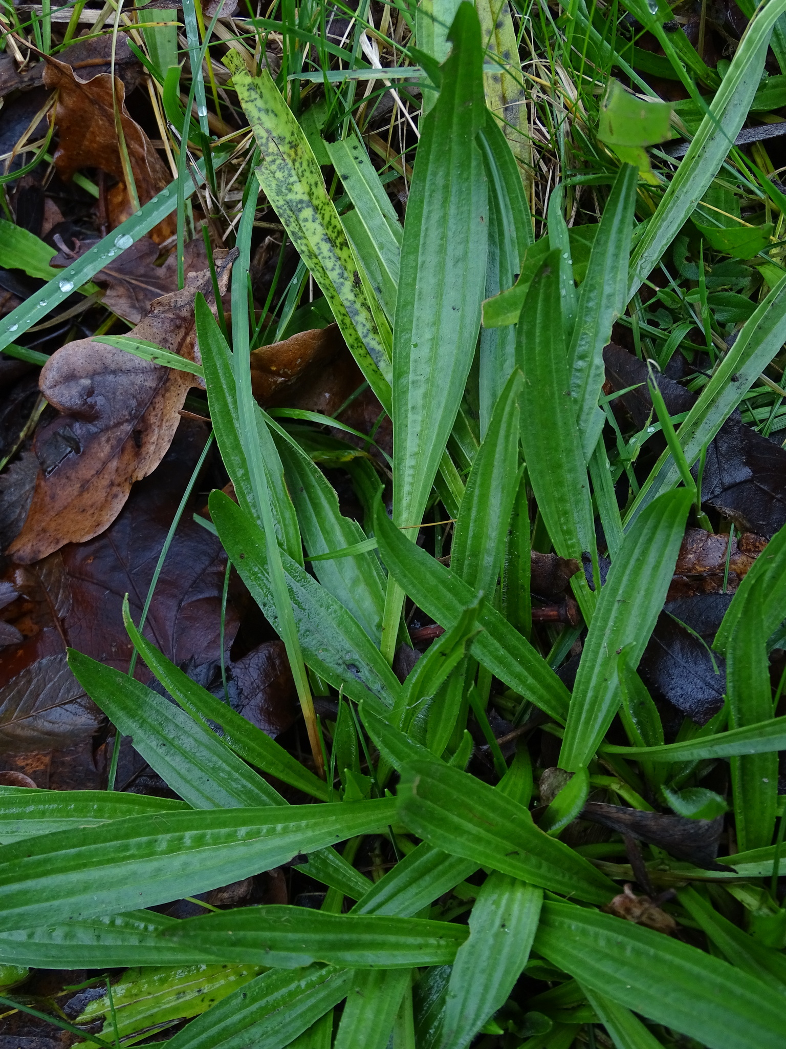 Plantago lanceolata L.
