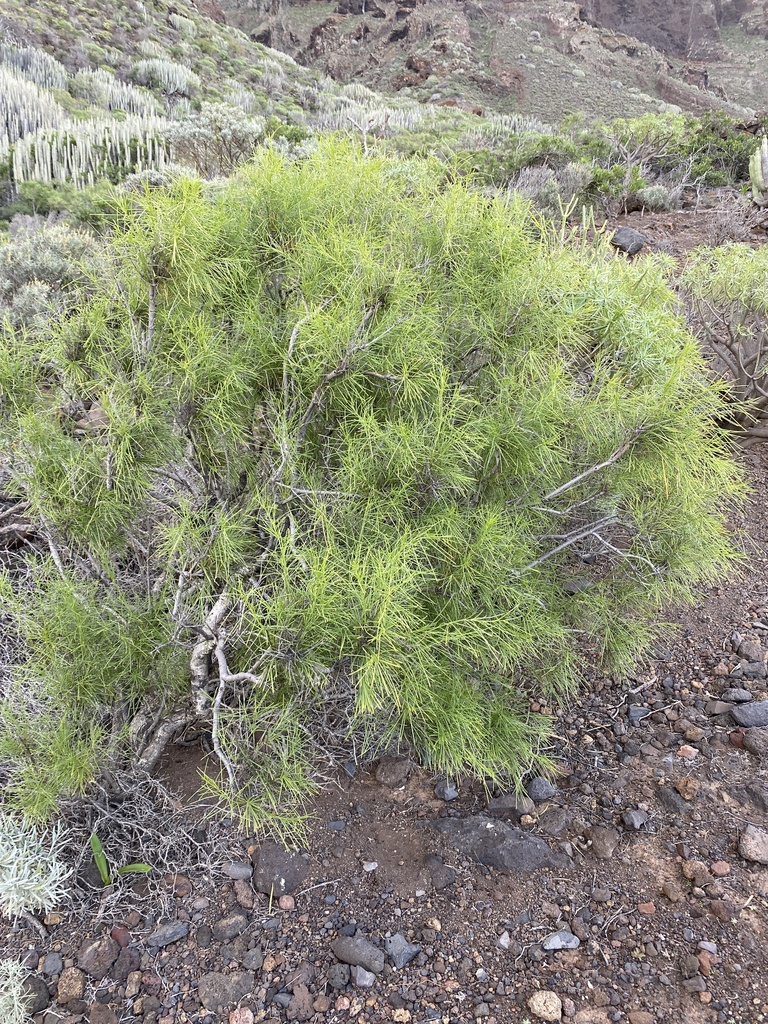 Plocama (Tenerife Plants Gentianales, Myrtales, Oxalidales ...