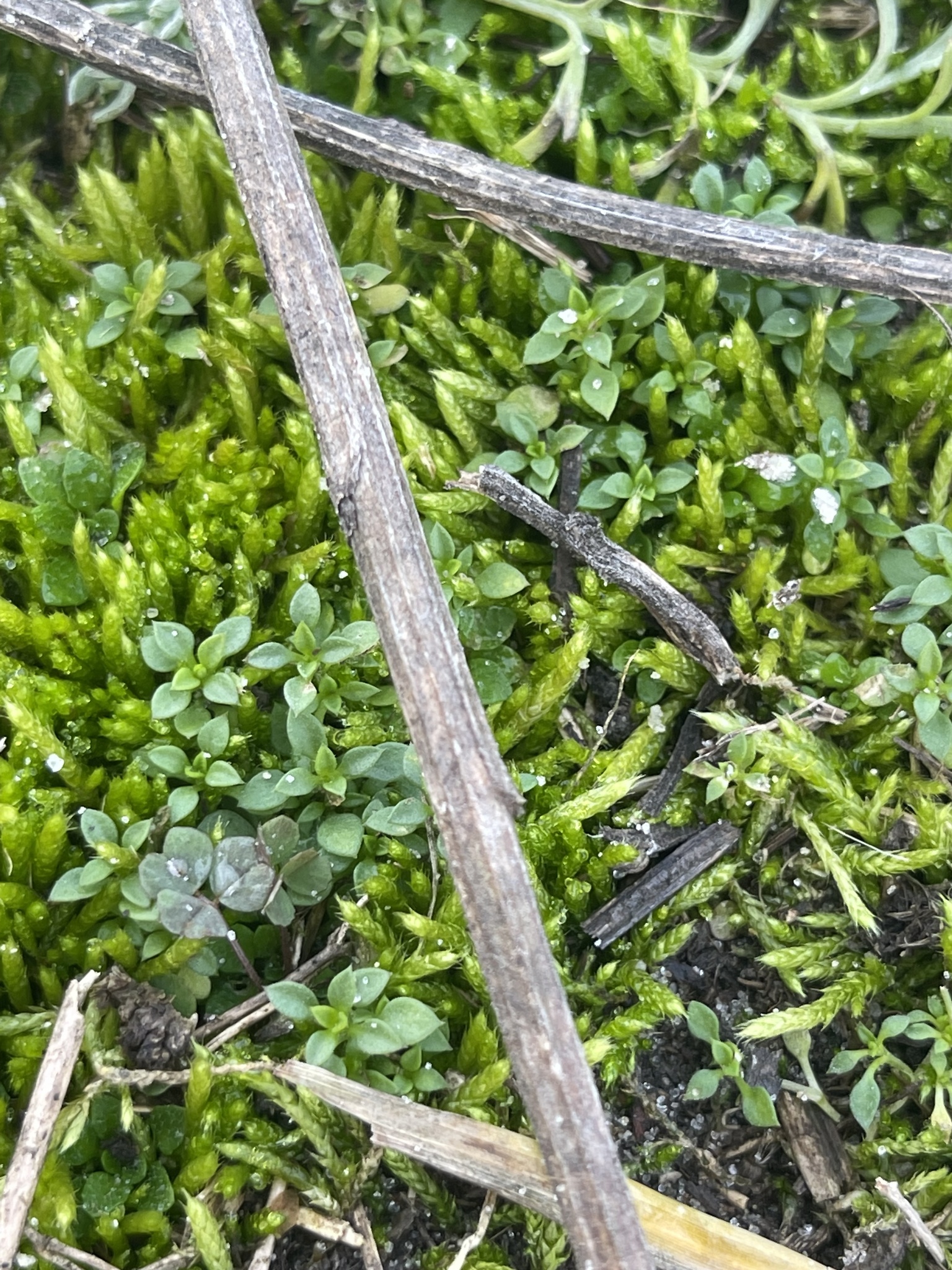 Arenaria L.