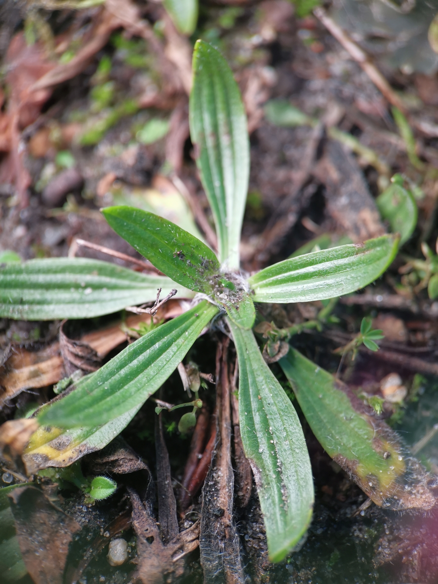 Plantago lanceolata L.