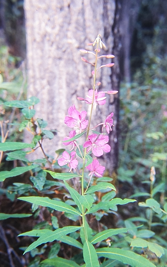 fireweed from Eggersriet on July 17, 2002 at 08:19 PM by Lorenzo ...