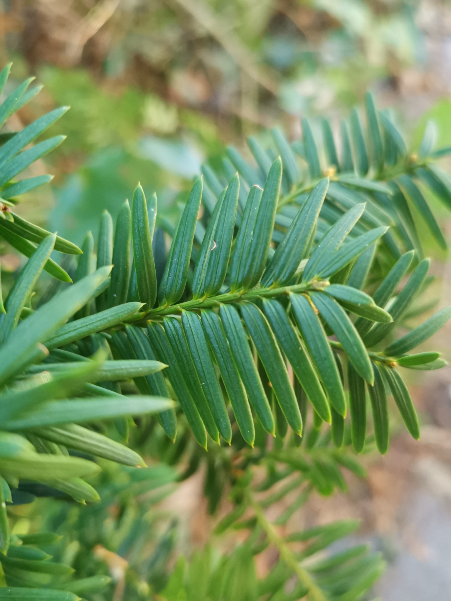 Taxus baccata L.