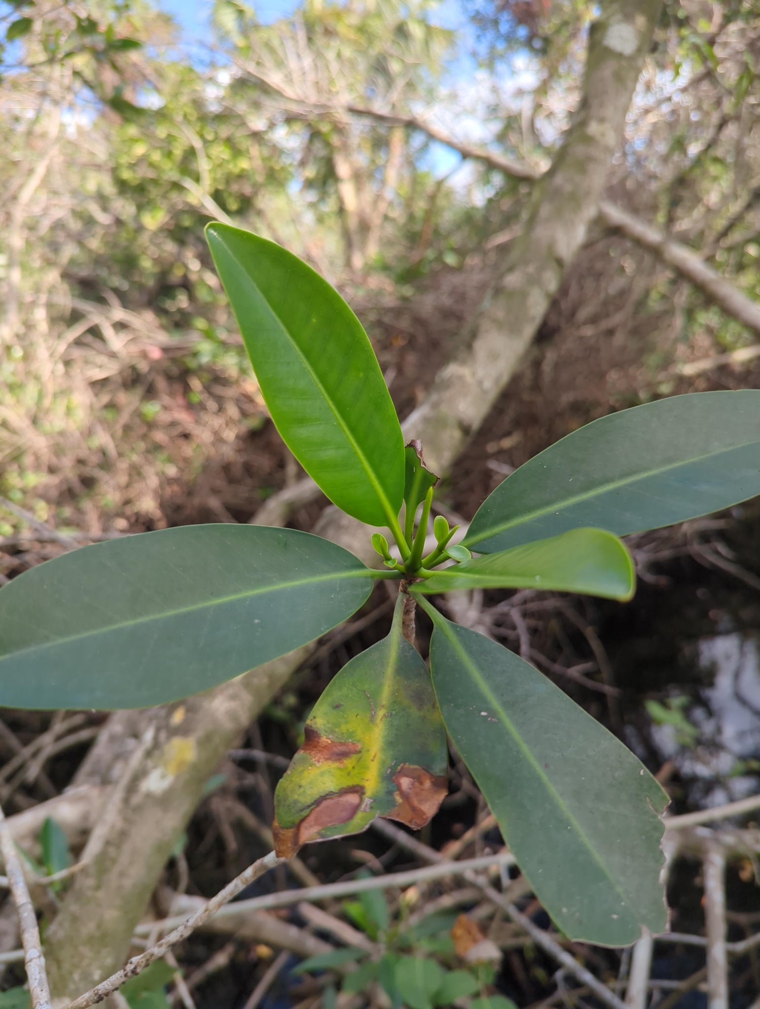 Rhizophora mangle L.