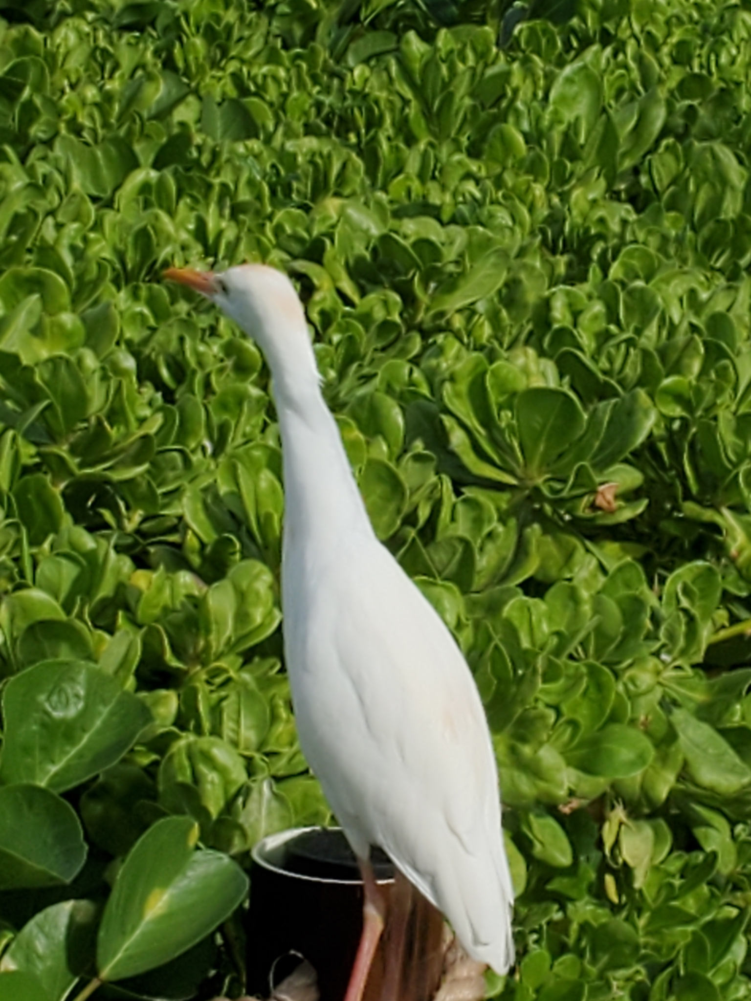 Bubulcus ibis (Linnaeus, 1758)