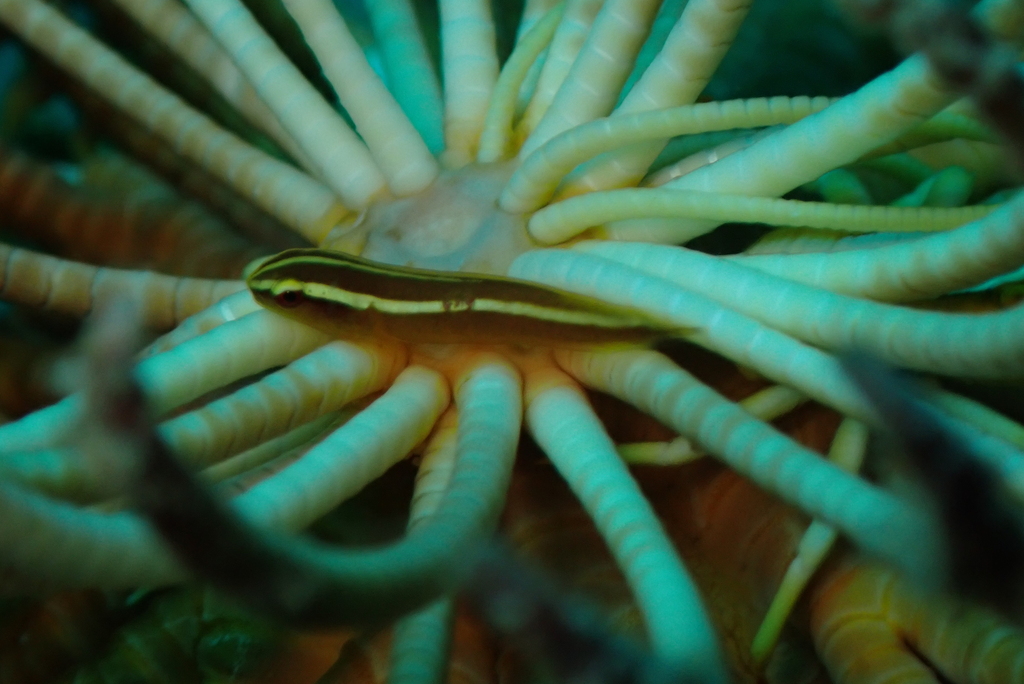 Crinoid Clingfish from Île des Pins, Nouvelle-Calédonie on June 12 ...