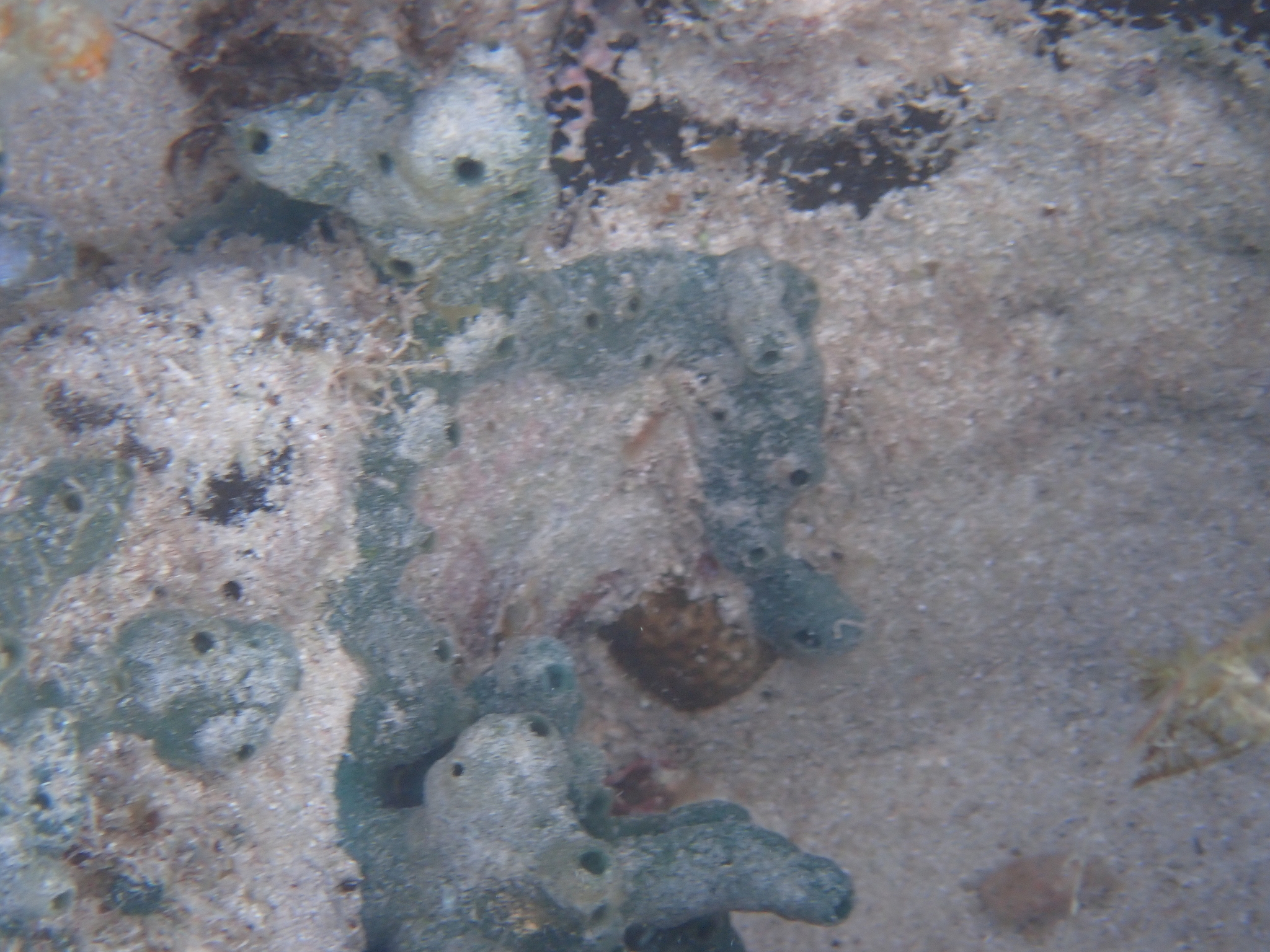 Niphatidae