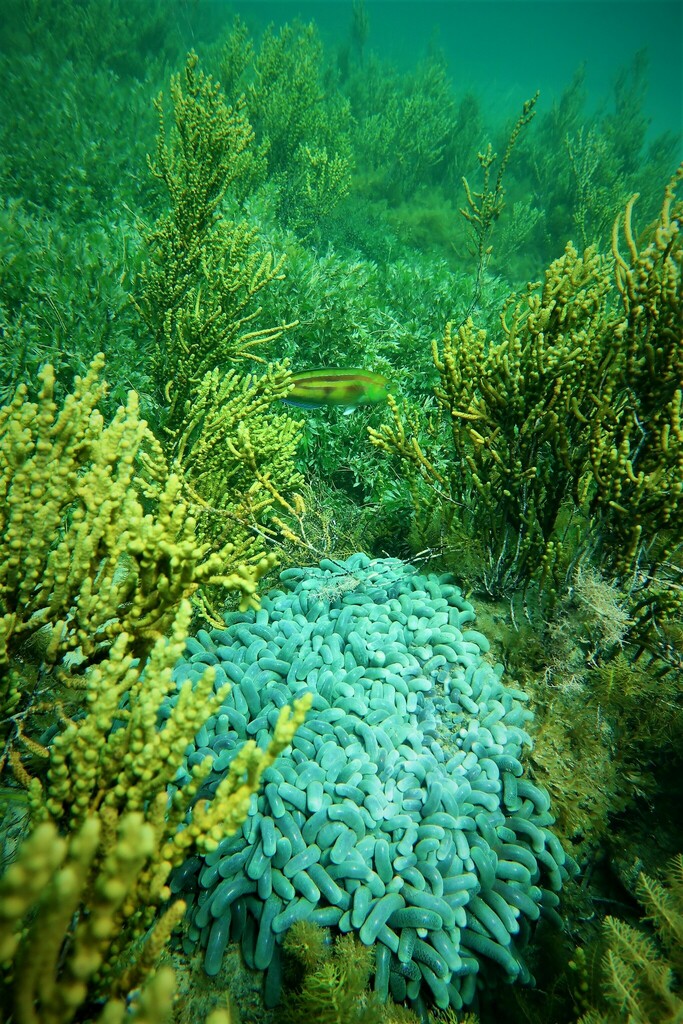 Zoanthus robustus from Second Valley SA 5204, Australia on January 03 ...