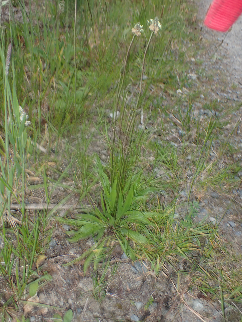 Plantago lanceolata L.