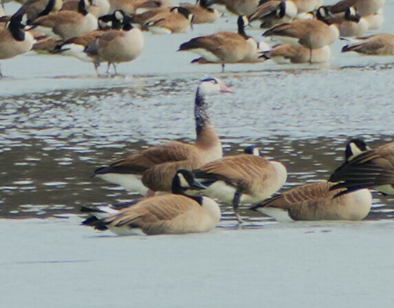 Black Geese × Grey Geese from Broadford Lake, Maryland 21550, USA on ...