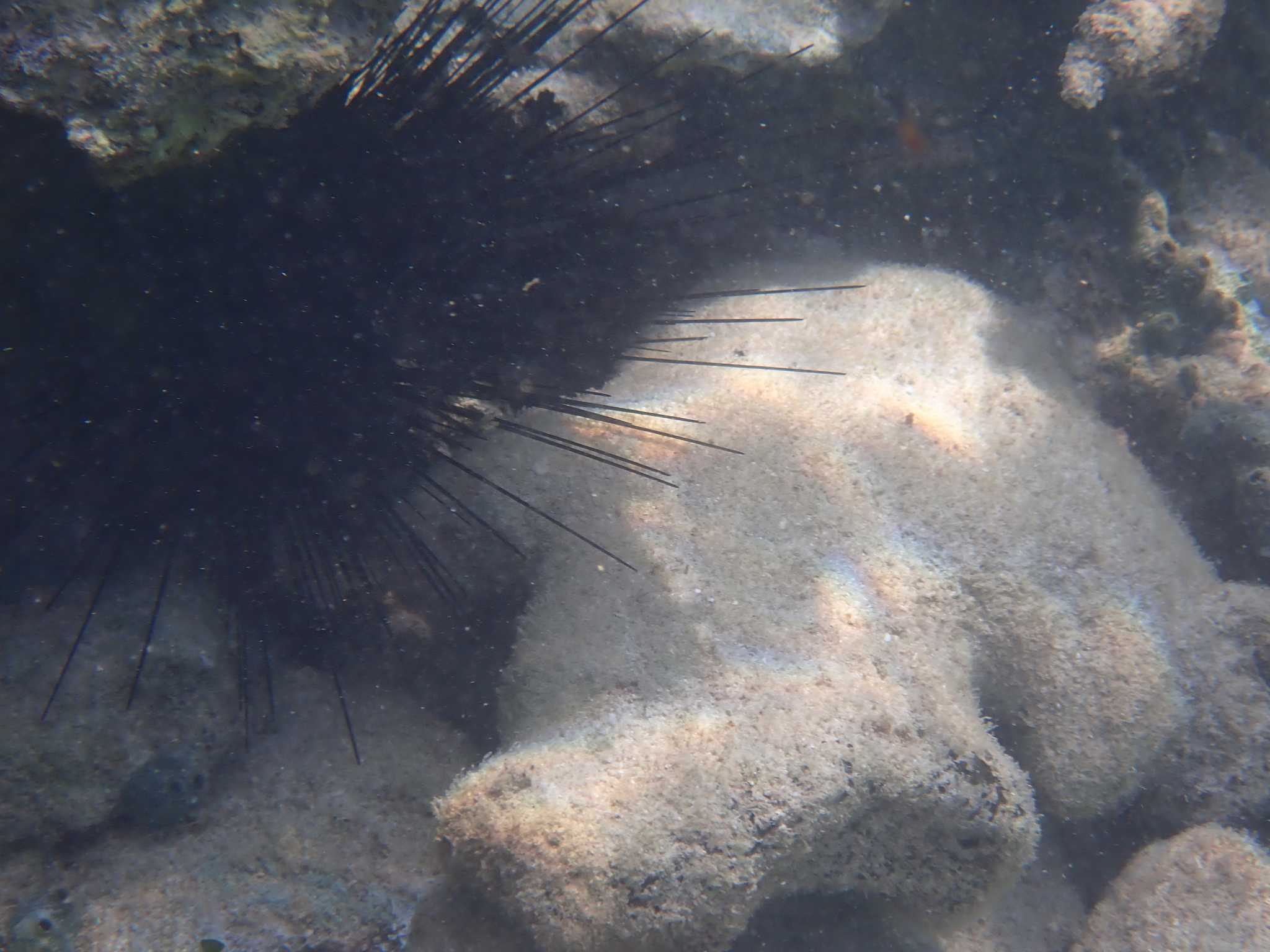 Diadematidae