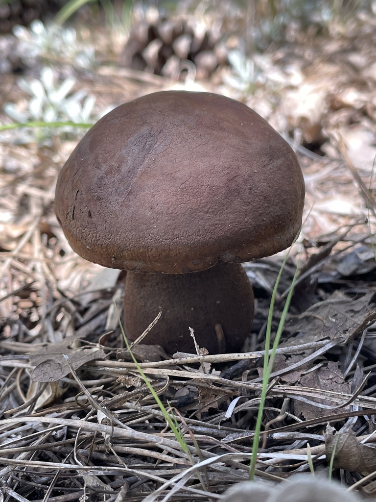 Sutorius in August 2022 by Jonathan Frank. Sutorius cf. eximius ...