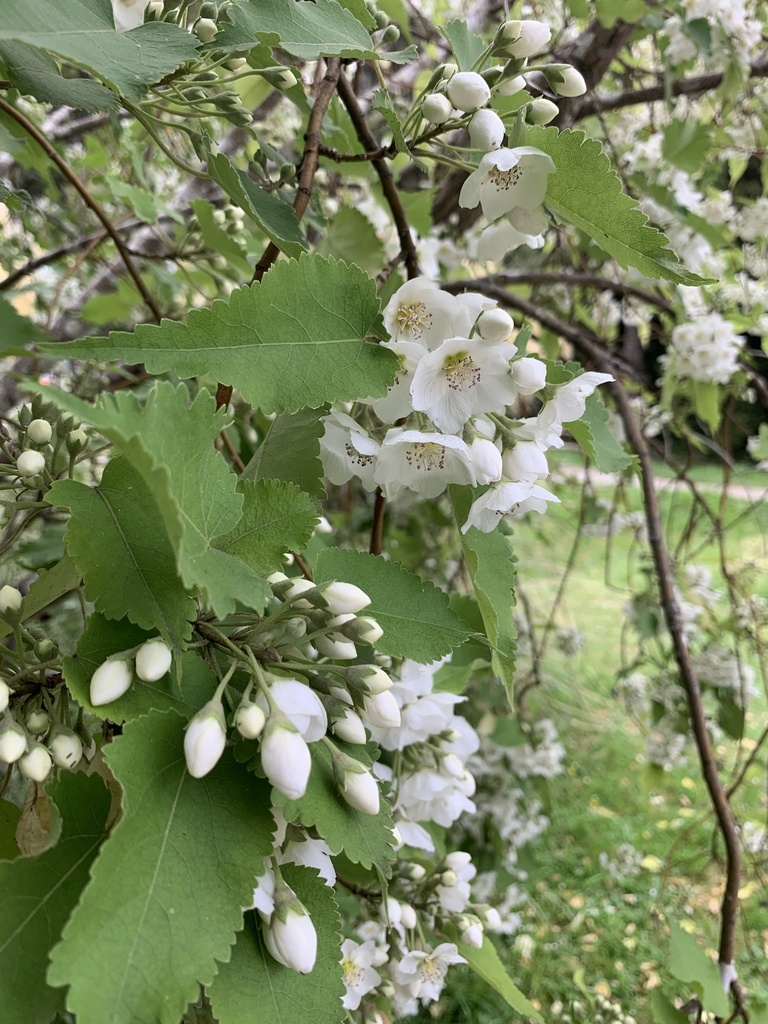 Mountain Lacebark from Nelson Lakes National Park, Nelson Lakes ...
