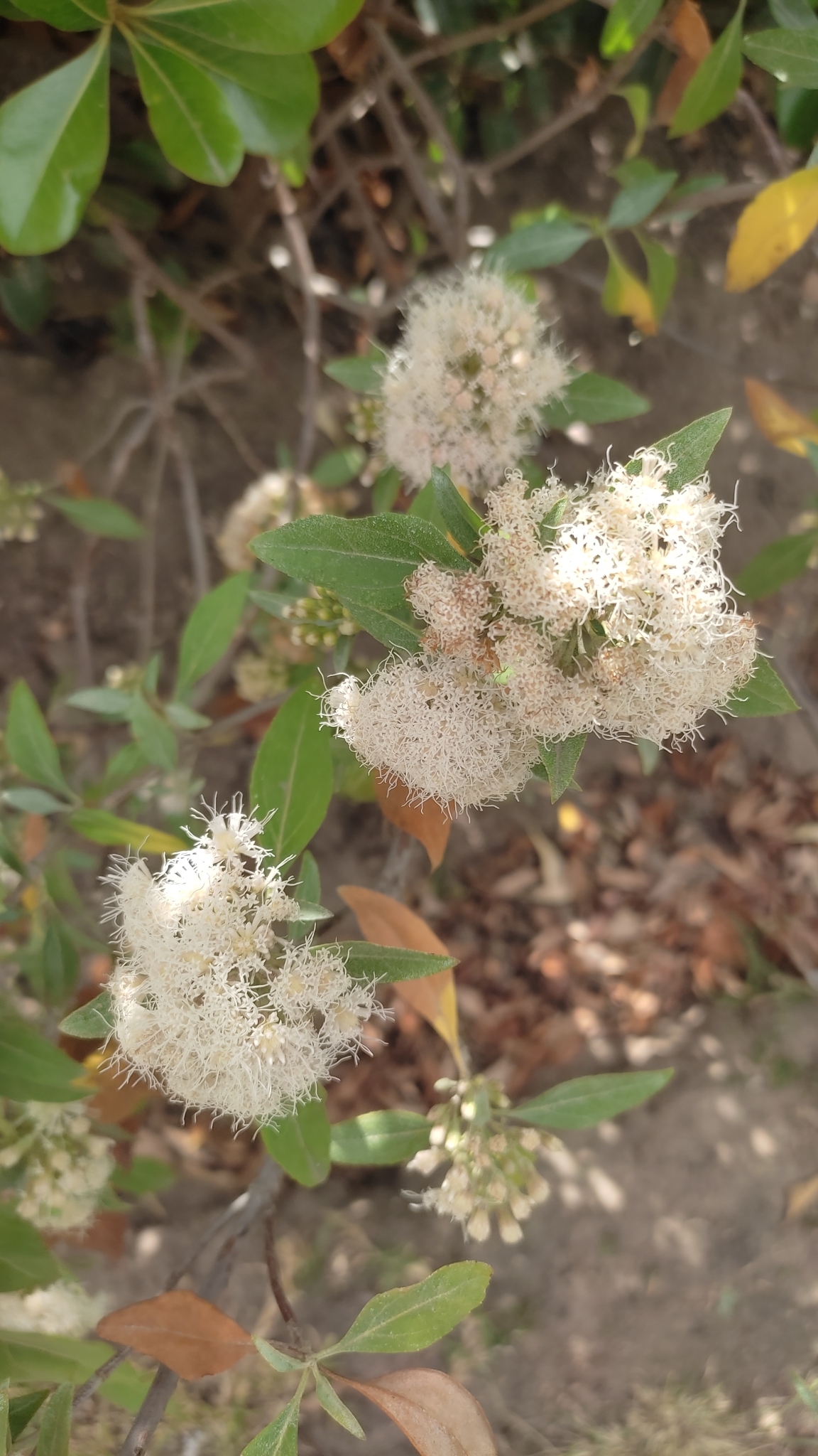Ageratina glabrata (Kunth) R.King & H.Rob.