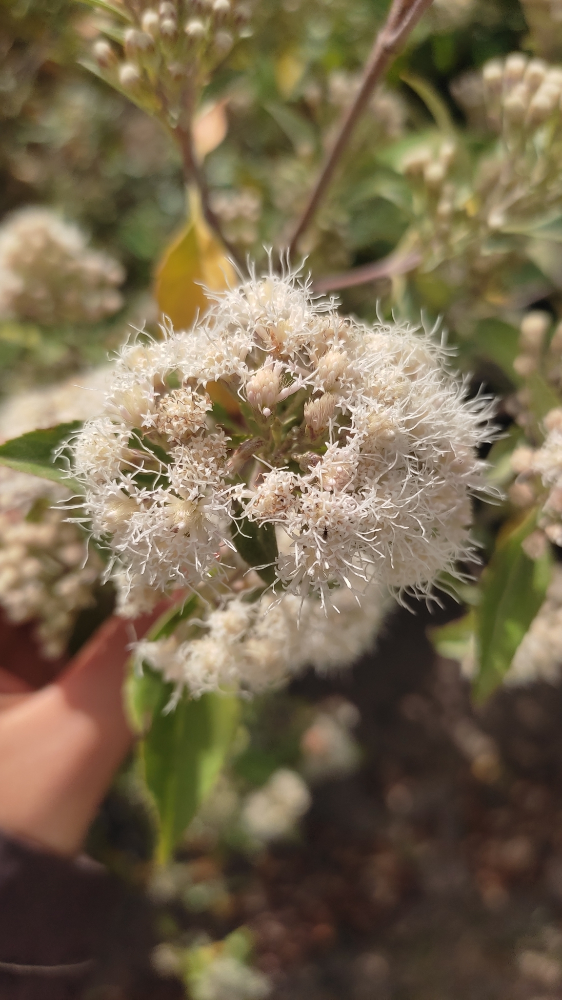 Ageratina glabrata (Kunth) R.King & H.Rob.