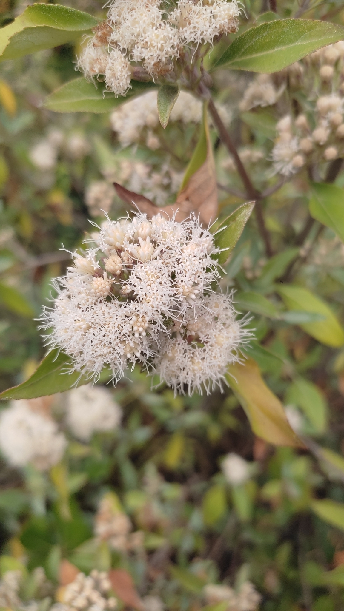 Ageratina glabrata (Kunth) R.King & H.Rob.