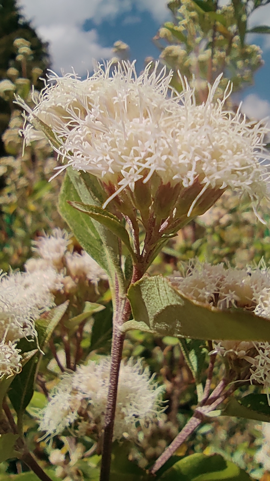 Ageratina glabrata (Kunth) R.King & H.Rob.