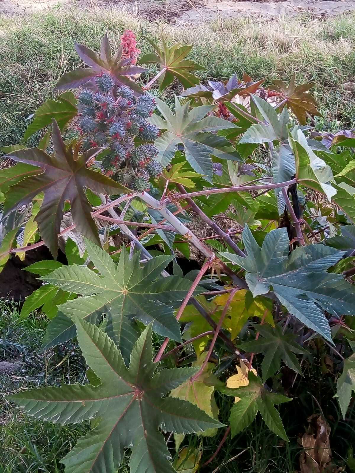 Ricinus communis L.