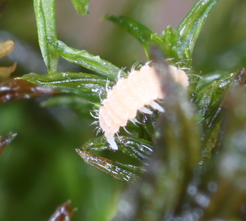 Collembola
