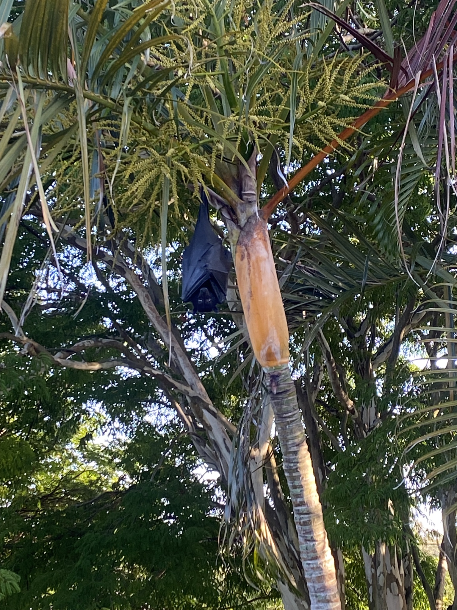 Pteropus Brisson, 1762