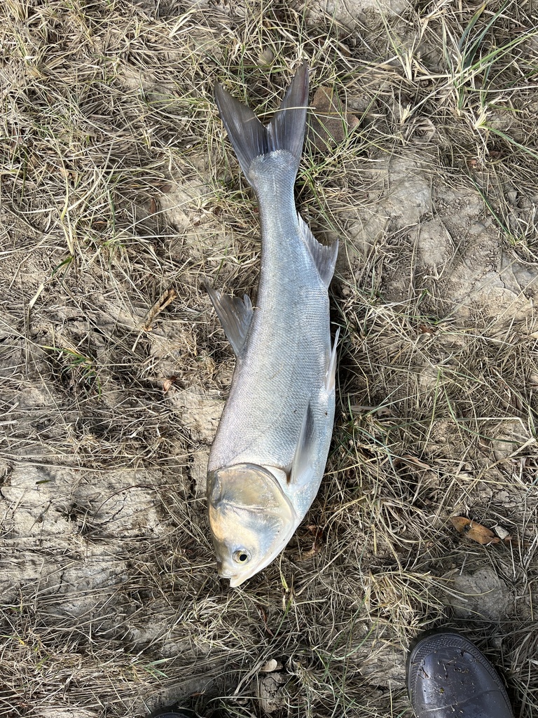 Silver Carp from Deer Creek Dr, O'Fallon, MO, US on January 3, 2023 at ...