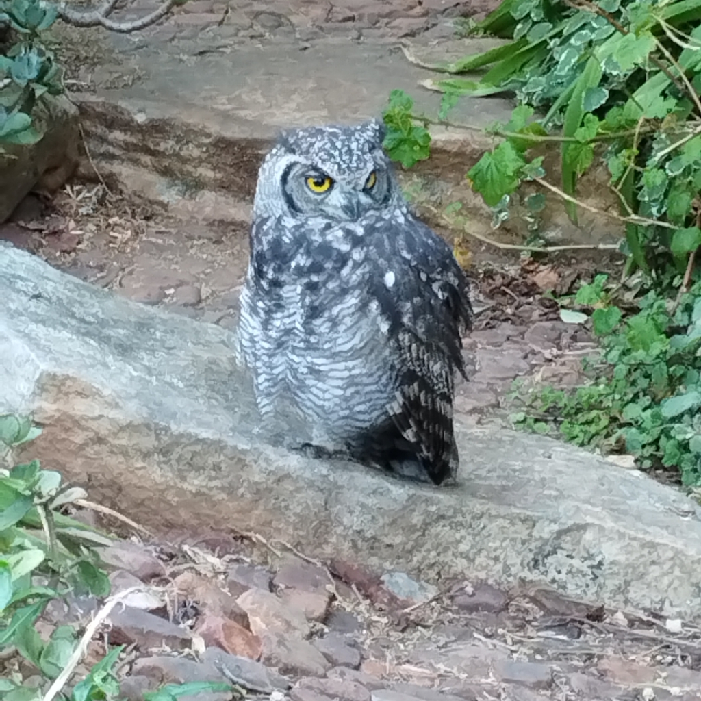 African Spotted Eagle-owl from Mathews Rockery, Kirstenbosch, Cape Town ...