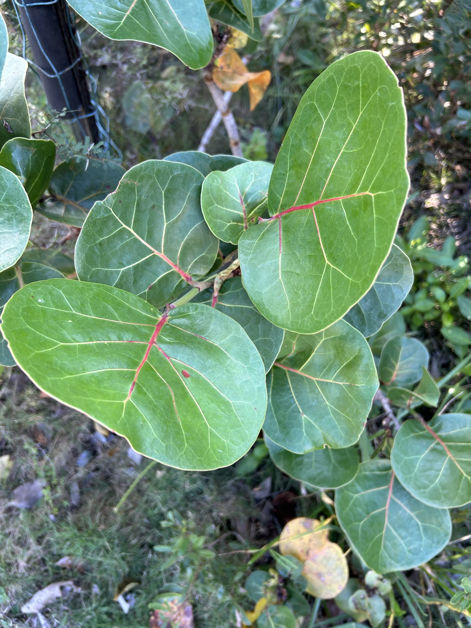 Coccoloba uvifera (L.) L.