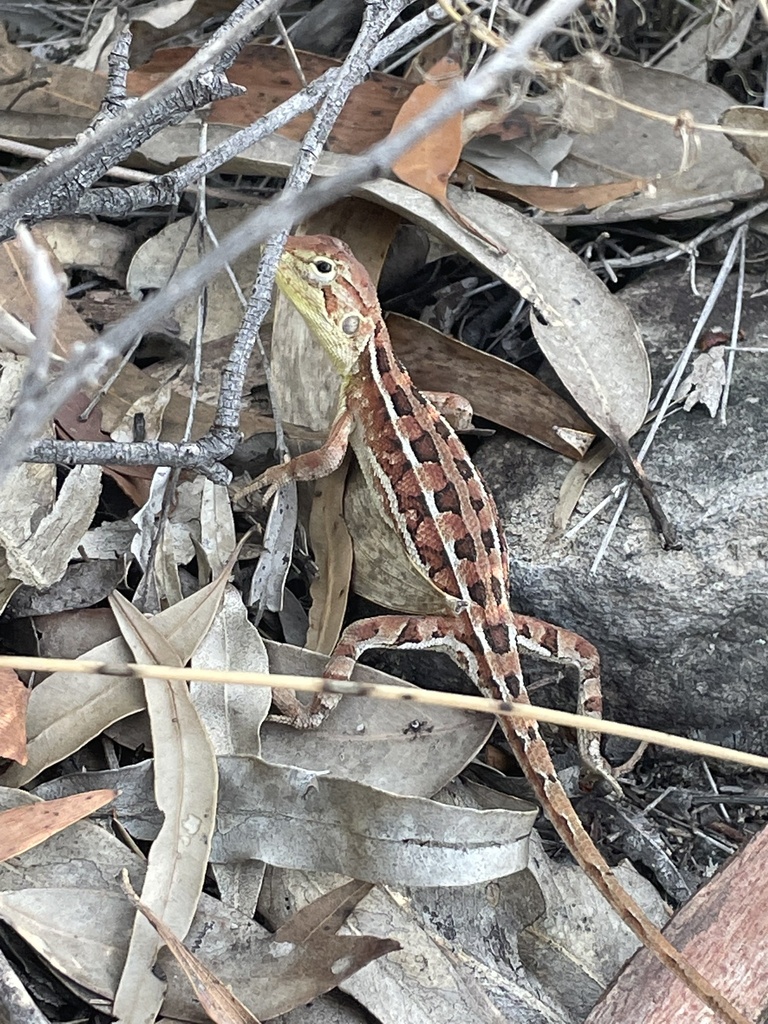 Eastern Two-lined Dragon from White Rock Conservation Park, White Rock ...