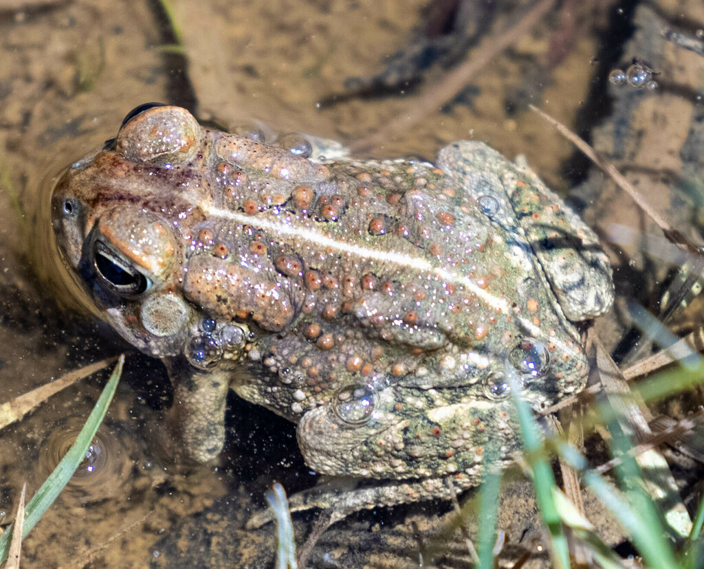 Fowler's Toad from Herring Cove Beach, Province Lands Rd, Provincetown ...