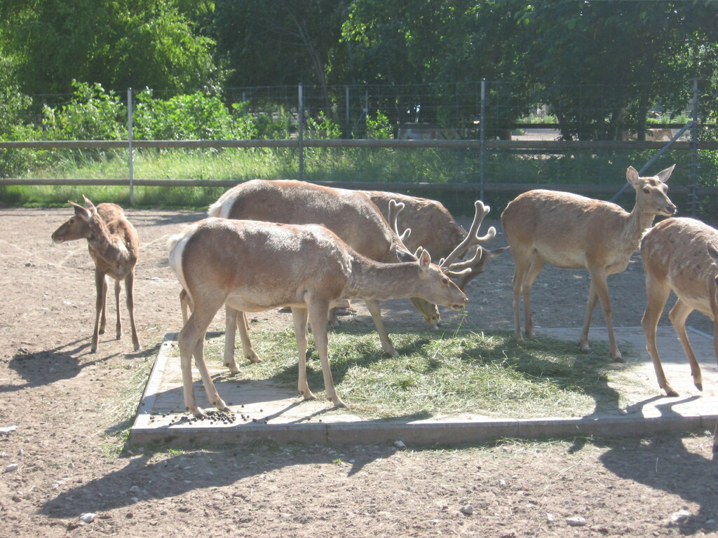 Bactrian Deer (Cervus hanglu yarkandensis) - Know Your Mammals