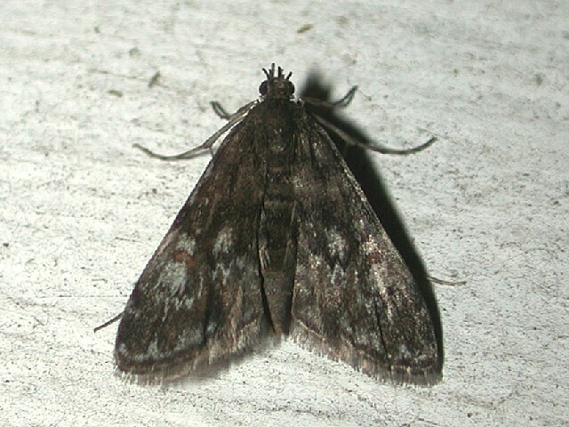 Waterlily Leafcutter Moth from Bedford Audubon Society, Katonah, NY ...