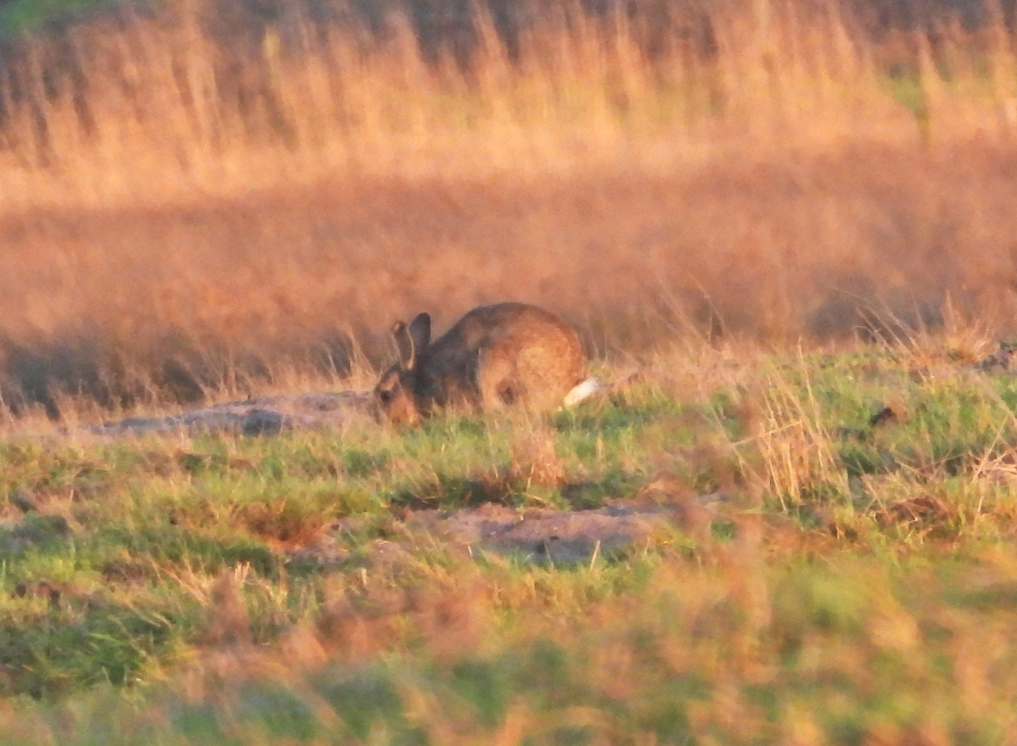 Oryctolagus cuniculus (Linnaeus, 1758)