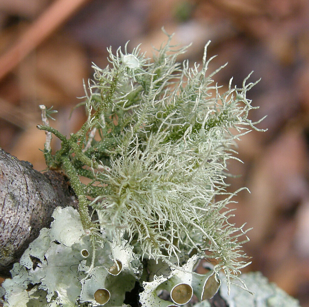 beard lichens from Winder, GA 30680, USA on January 2, 2023 by Joan ...