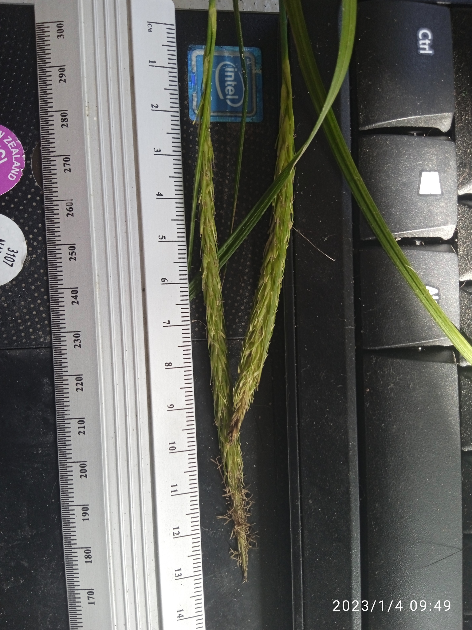Carex L.