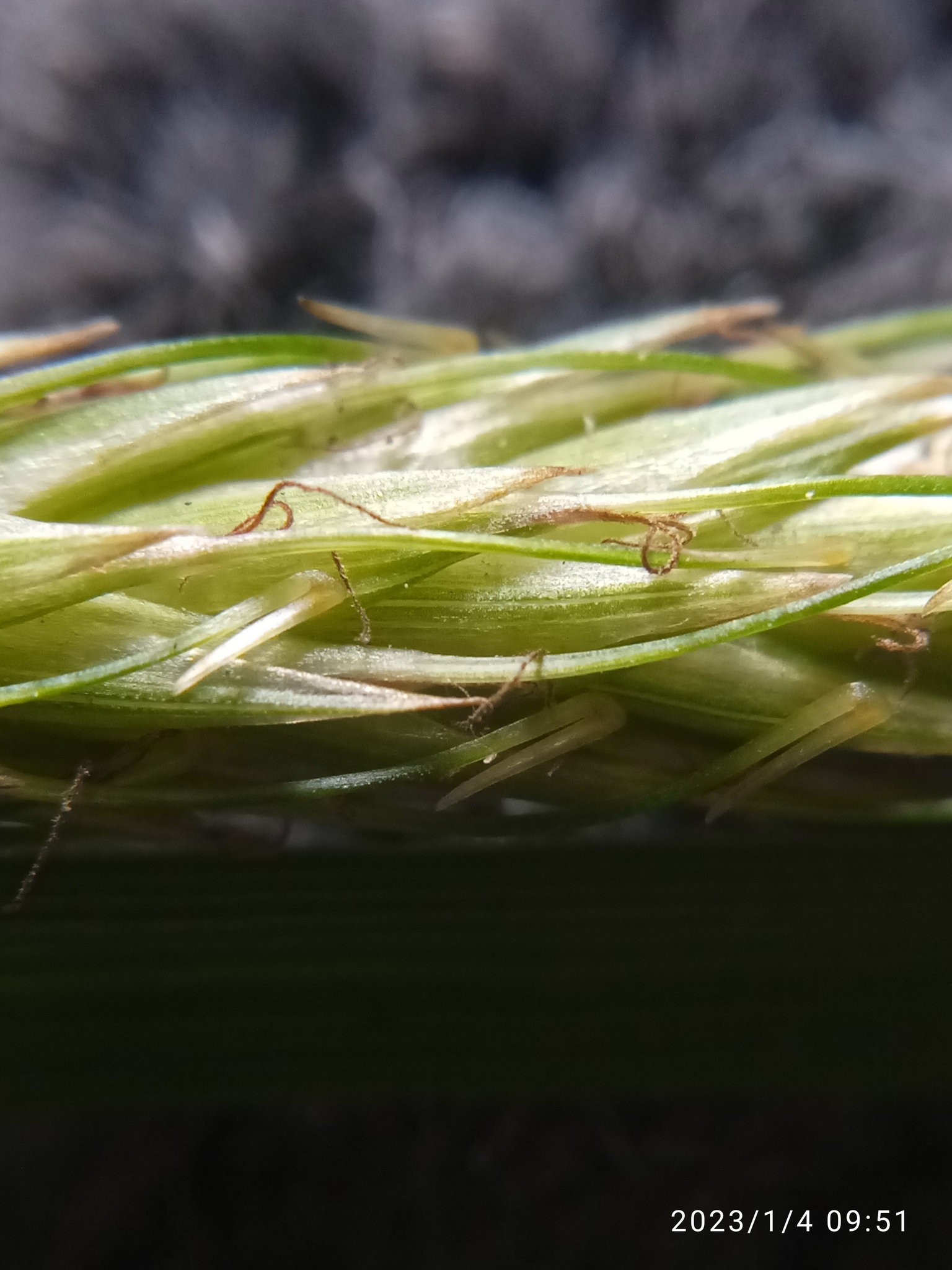 Carex L.