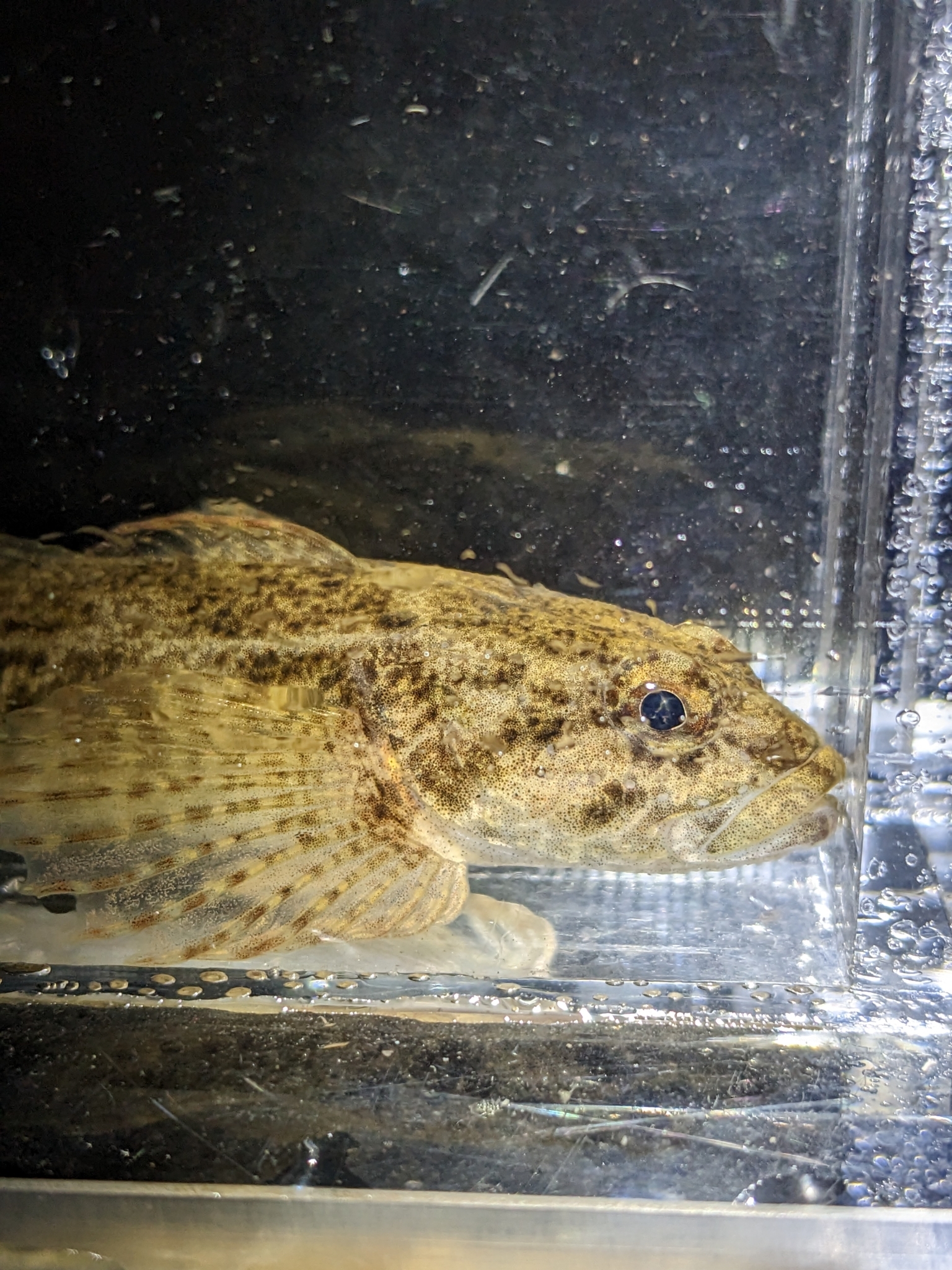 Cottus Linnaeus, 1758