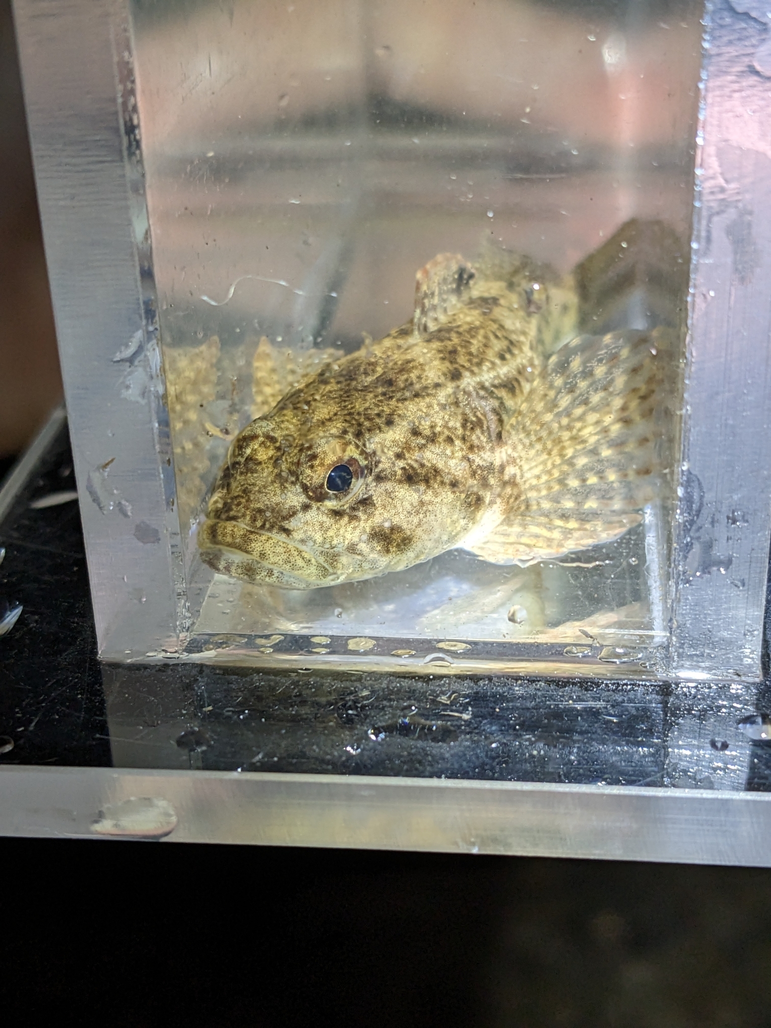 Cottus Linnaeus, 1758