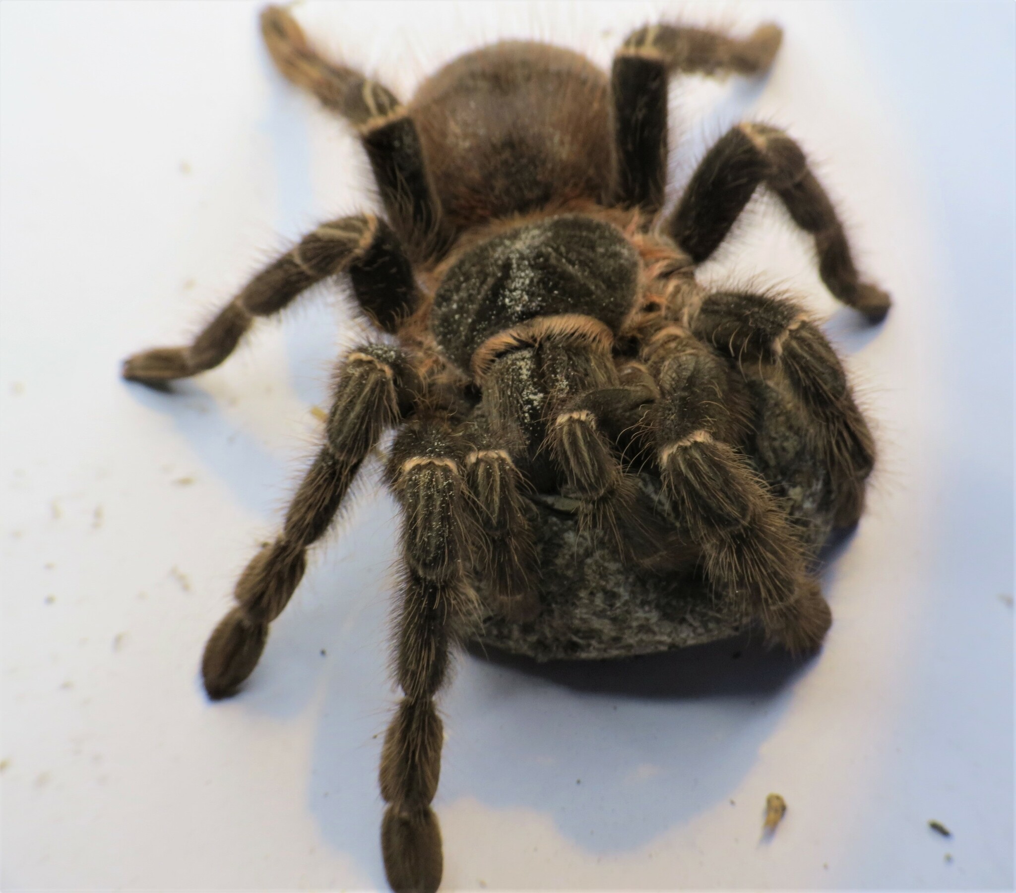 Theraphosidae