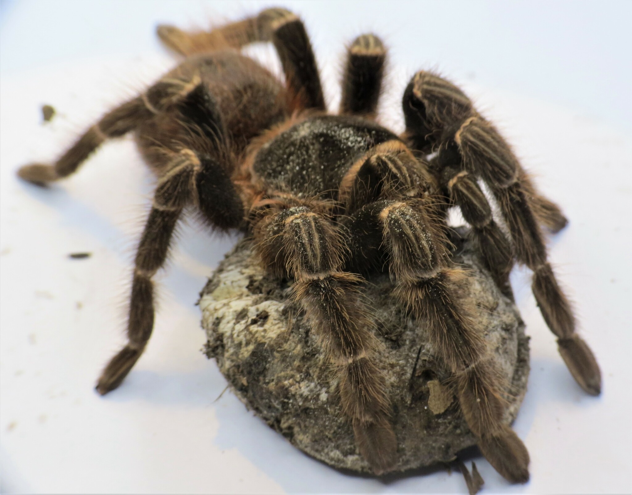 Theraphosidae