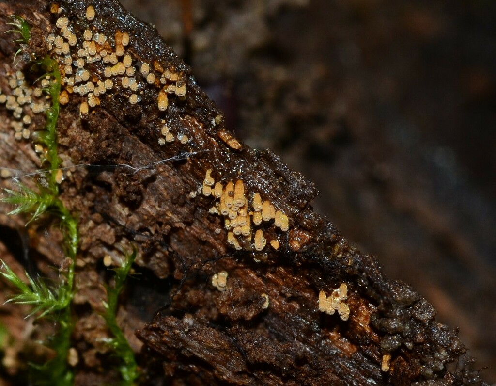 Maireina maxima from Horseshoe Recreation and Campground Area ...