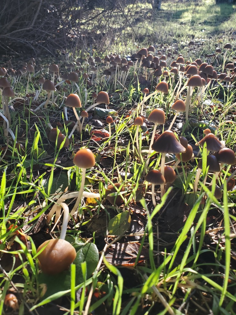 red edge brittlestem from Fremont, CA, USA on January 1, 2023 at 12:16 ...