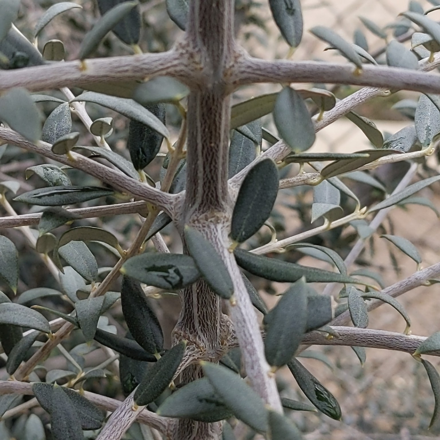 Olea europaea L.