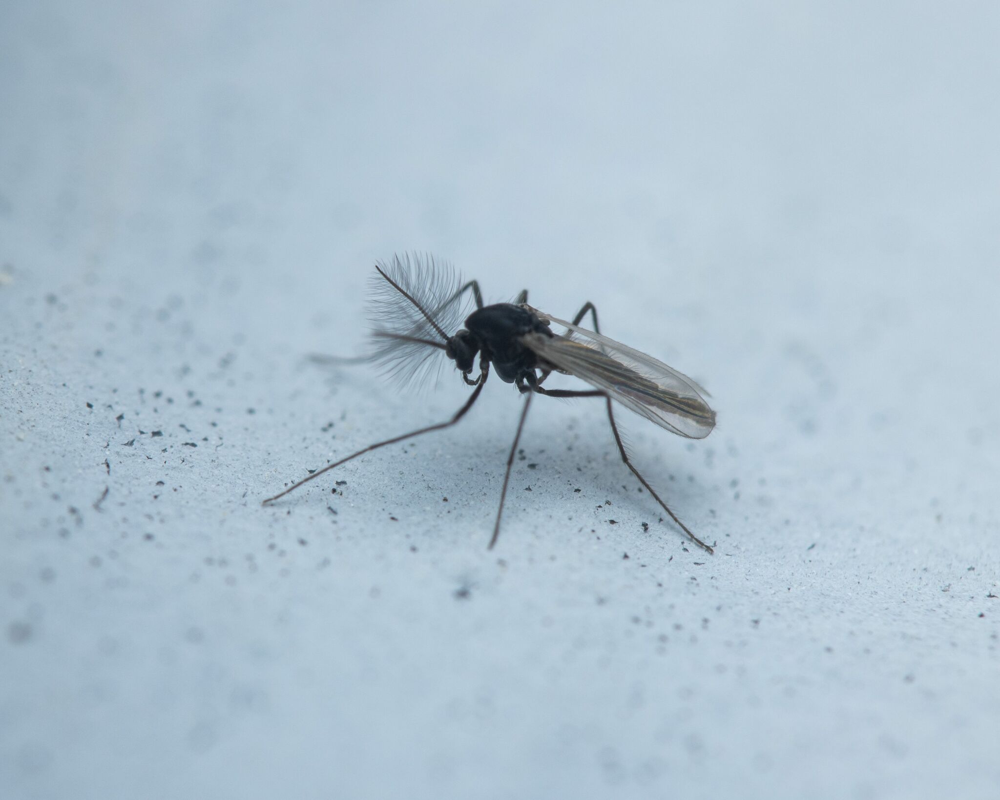 Chironomidae