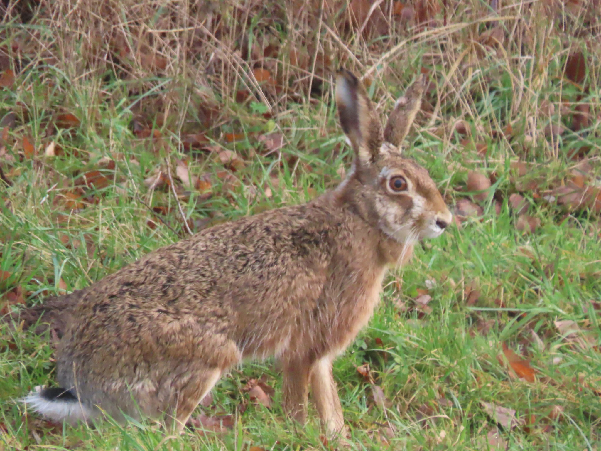 Lepus europaeus Pallas, 1778