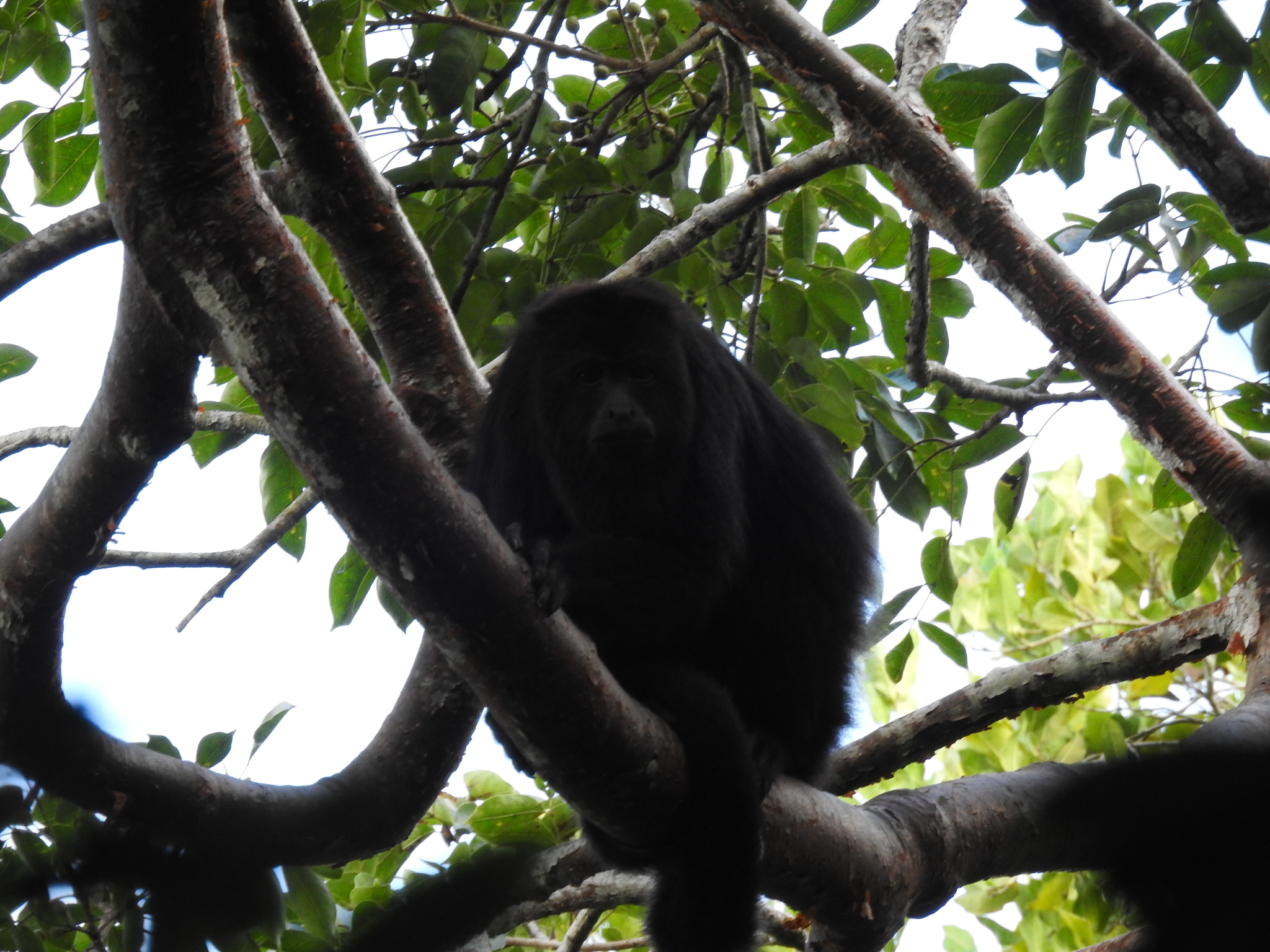 Alouatta pigra Lawrence, 1933
