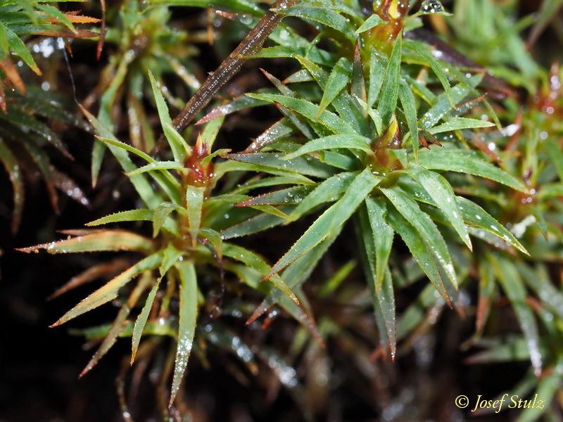 Pogonatum urnigerum Palisot de Beauvois, 1805