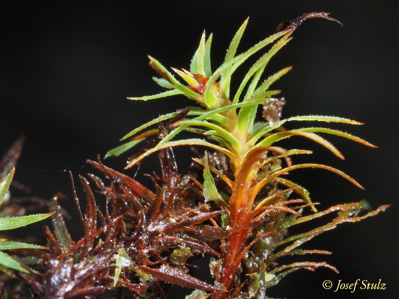 Pogonatum urnigerum Palisot de Beauvois, 1805