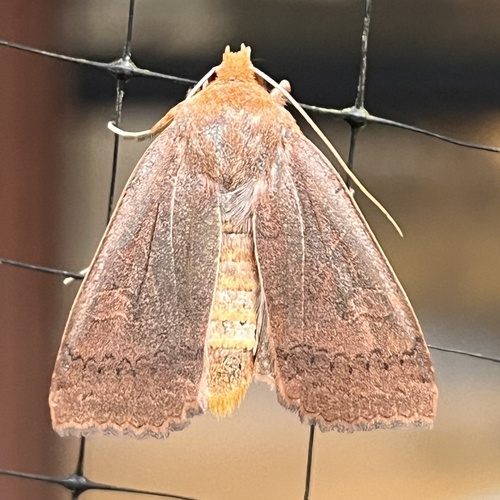 Observations by johntrent · iNaturalist